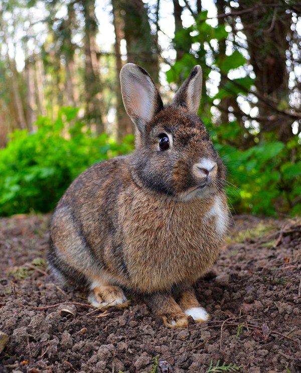 A Brief Moment of History: When Napoleon Took on Rabbits – Just History ...