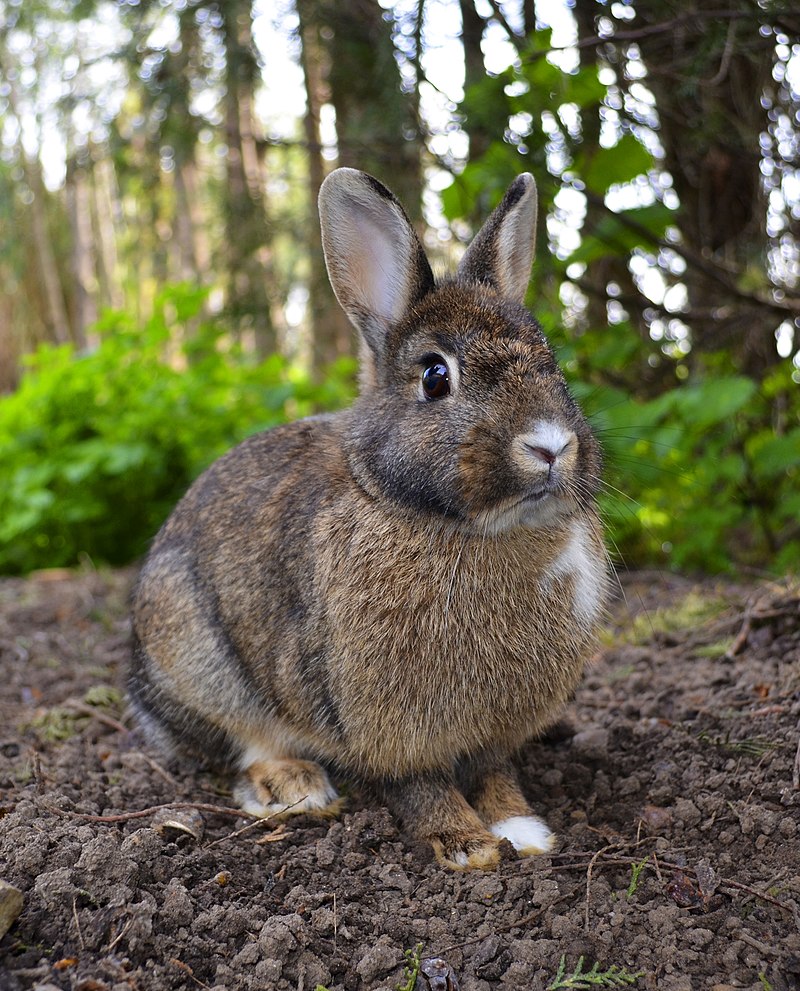 A Brief Moment of History: When Napoleon Took on Rabbits – Just History ...